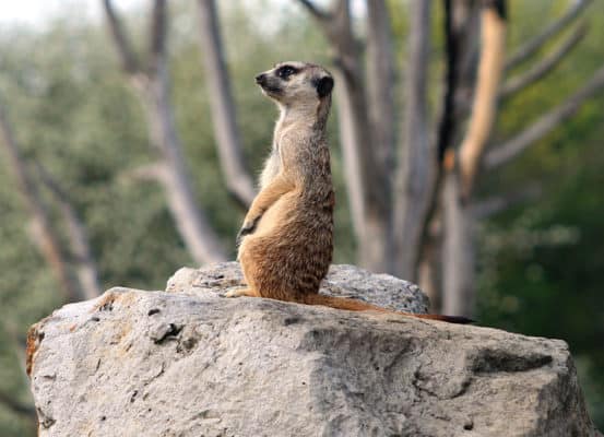 Why Meerkats Stand Up - A-Z Animals