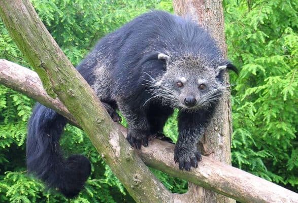 Binturong Animal Facts - Arctictis binturong - A-Z Animals
