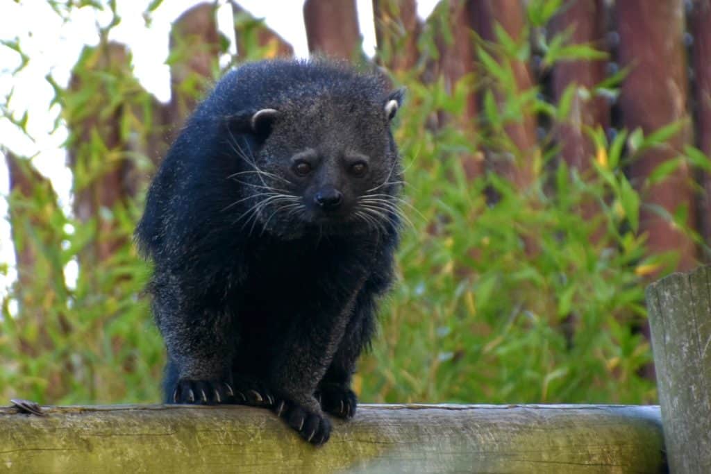 Binturong Animal Facts - Arctictis binturong - A-Z Animals