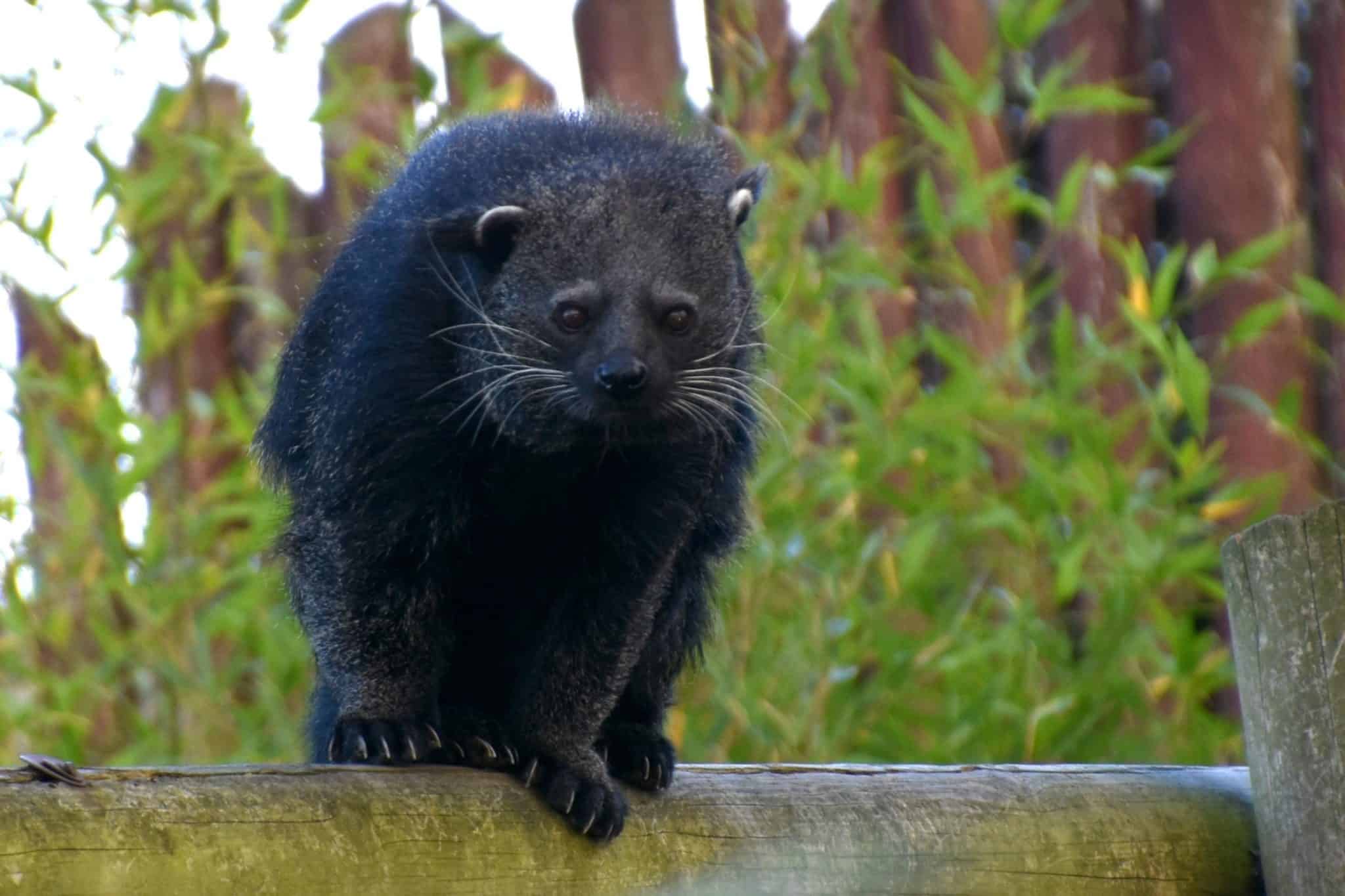 Binturong Animal Facts - Arctictis binturong - A-Z Animals