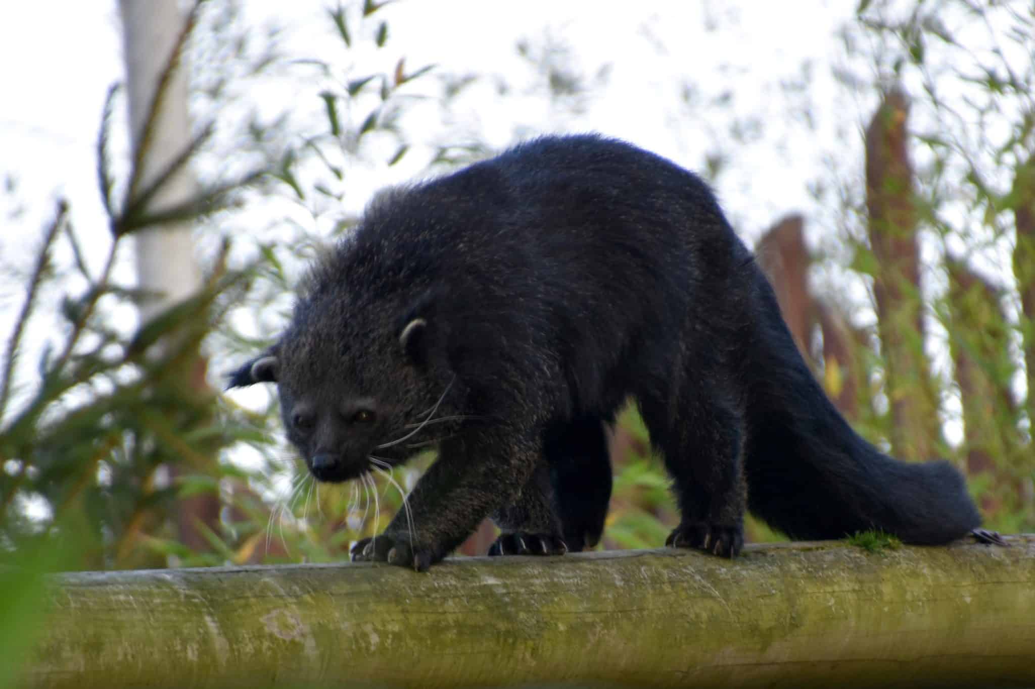 Binturong Animal Facts - Arctictis binturong - A-Z Animals