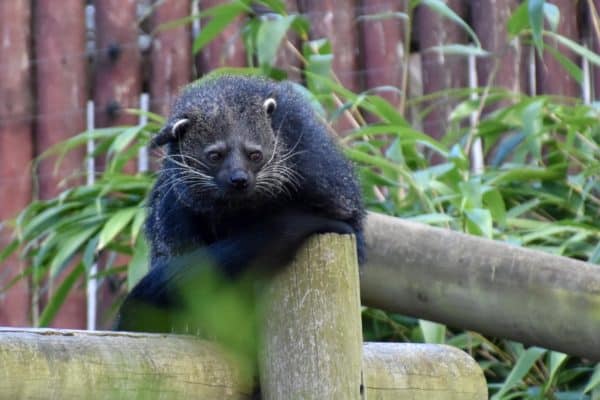 Why This Rare “Bearcat” Leaves a Popcorn Scent in the Treetops - A-Z ...