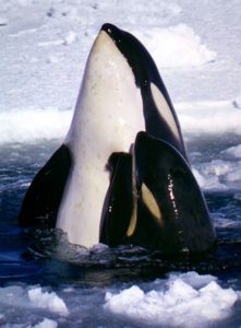 Fattest Animals - A-Z Animals