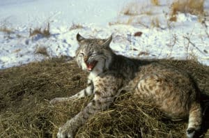 Bobcat Animal Pictures | A-Z Animals