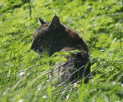 Bobcat Animal Facts - Lynx rufus - A-Z Animals