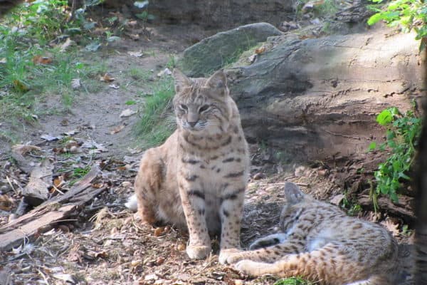 Bobcat Animal Facts | Lynx rufus | AZ Animals