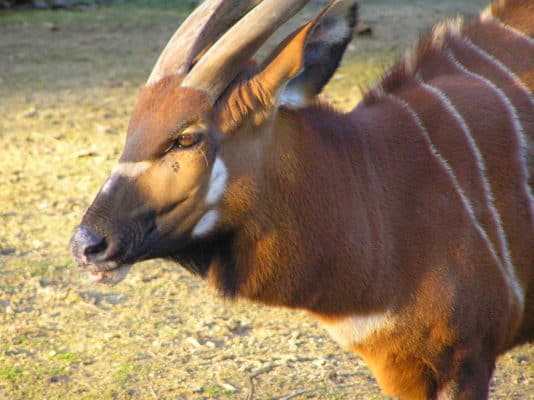 Bongo Animal Facts - Tragelaphus eurycerus - A-Z Animals