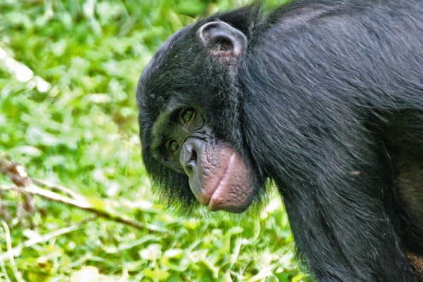 Bonobo Animal Pictures | A-Z Animals