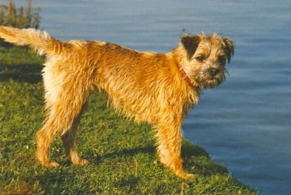 Border Terrier Dog Breed Complete Guide - A-Z Animals