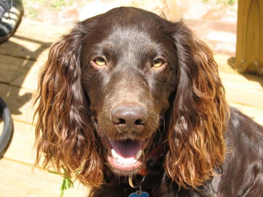 Boykin Spaniel Animal Facts - Canis lupus familiaris - A-Z Animals