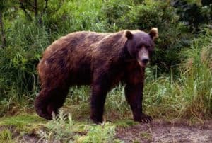 Brown Bears: Majestic Predators with Surprising Traits and Habits - A-Z ...