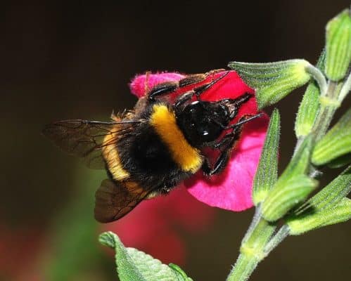Bumblebee Animal Facts - Bombus - A-Z Animals