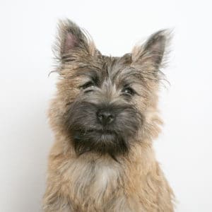 Cairn Terrier Dog Breed Complete Guide - A-Z Animals