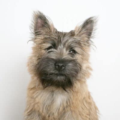 Cairn Terrier Dog Breed Complete Guide - A-Z Animals