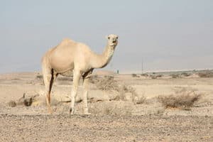 Camel Animal Pictures | A-Z Animals