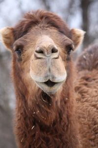Camel Animal Pictures | A-Z Animals