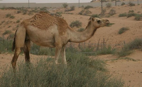 Camel Animal Pictures | A-Z Animals