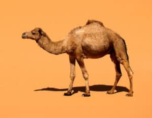 Camels: The Desert's Ships with Unique Adaptations and Lifespan - A-Z ...
