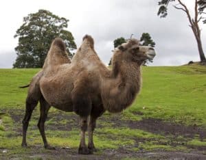 Camel Poop: Everything You've Ever Wanted to Know - A-Z Animals