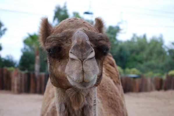 Camel Animal Pictures | A-Z Animals