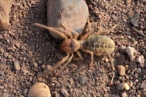 20 Animals That Live Under Rocks - A-Z Animals