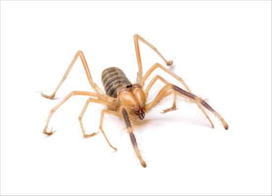 Camel Spider Animal Pictures | A-Z Animals