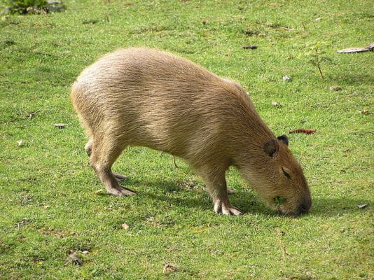 Capybaras: The Semiaquatic Rodents with Unique Habits and Traits - A-Z ...