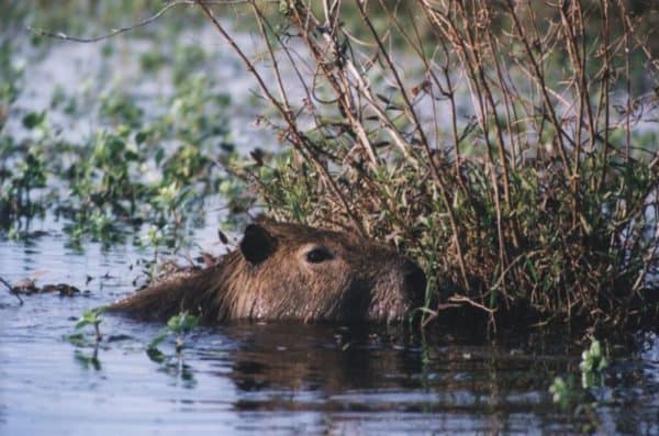 Are Capybaras Friendly or Dangerous? - A-Z Animals