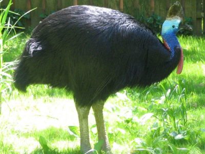 Cassowary Bird Facts | Casuarius | AZ Animals