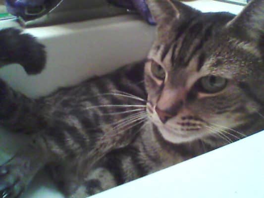 Cat Animal Facts - Felis catus - A-Z Animals