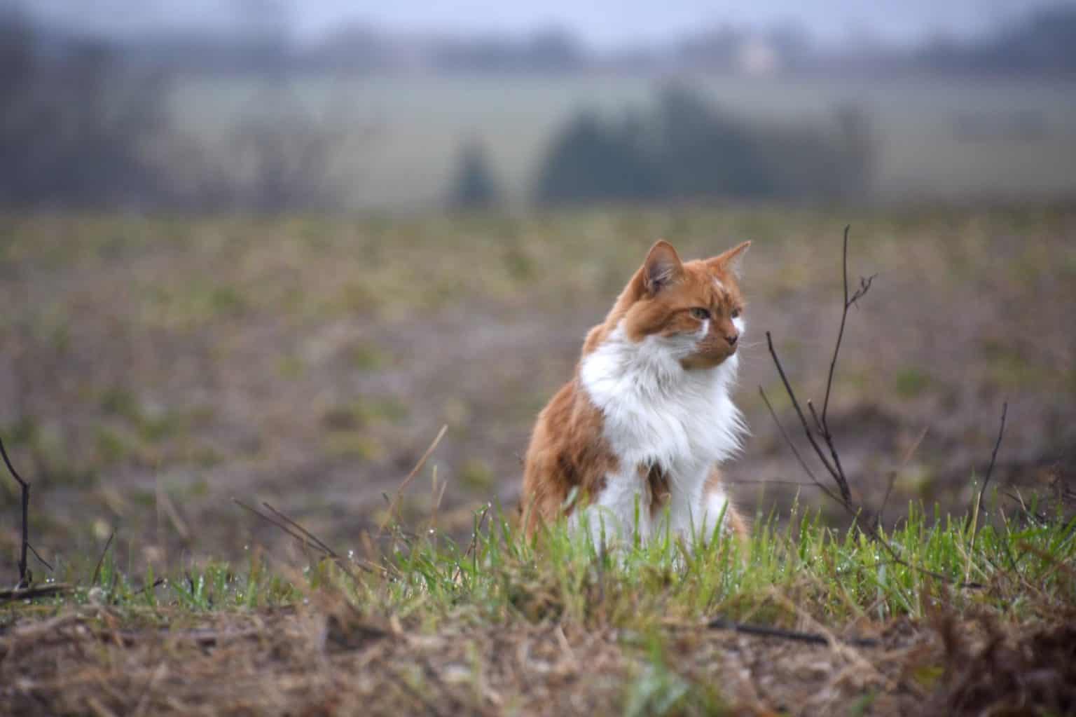 Cat Animal Facts - Felis catus - A-Z Animals