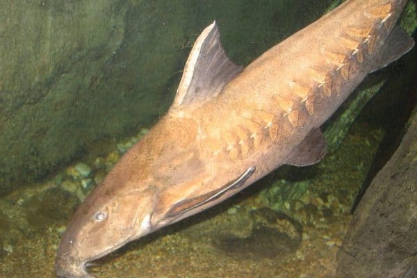 Catfish (Siluriformes) | AZAnimals.com
