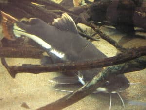 Catfish Animal Facts - Siluriformes - A-Z Animals