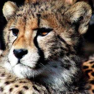 Cheetah Animal Facts - Acinonyx jubatus - A-Z Animals