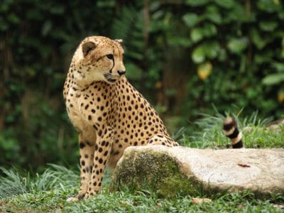 Cheetah Animal Facts | Acinonyx jubatus - AZ Animals