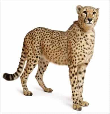 Cheetah Animal Facts - Acinonyx jubatus - A-Z Animals