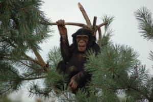 Chimpanzee Animal Facts - Pan troglodytes - A-Z Animals