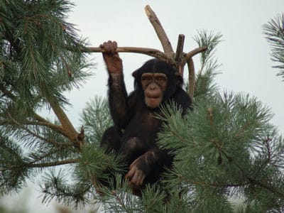 Chimpanzee Animal Facts | Pan troglodytes | AZ Animals