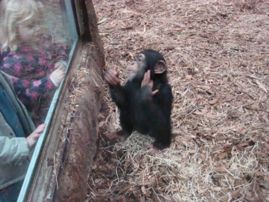 Chimpanzee Quiz: Test What You Know! - A-Z Animals