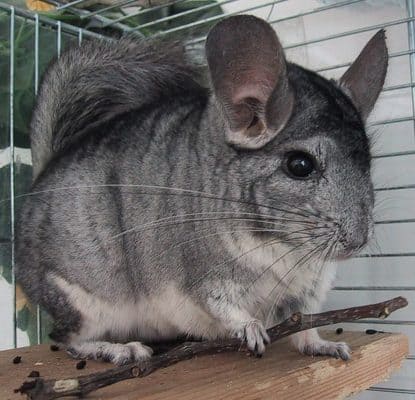 Chinchilla Animal Pictures | A-Z Animals