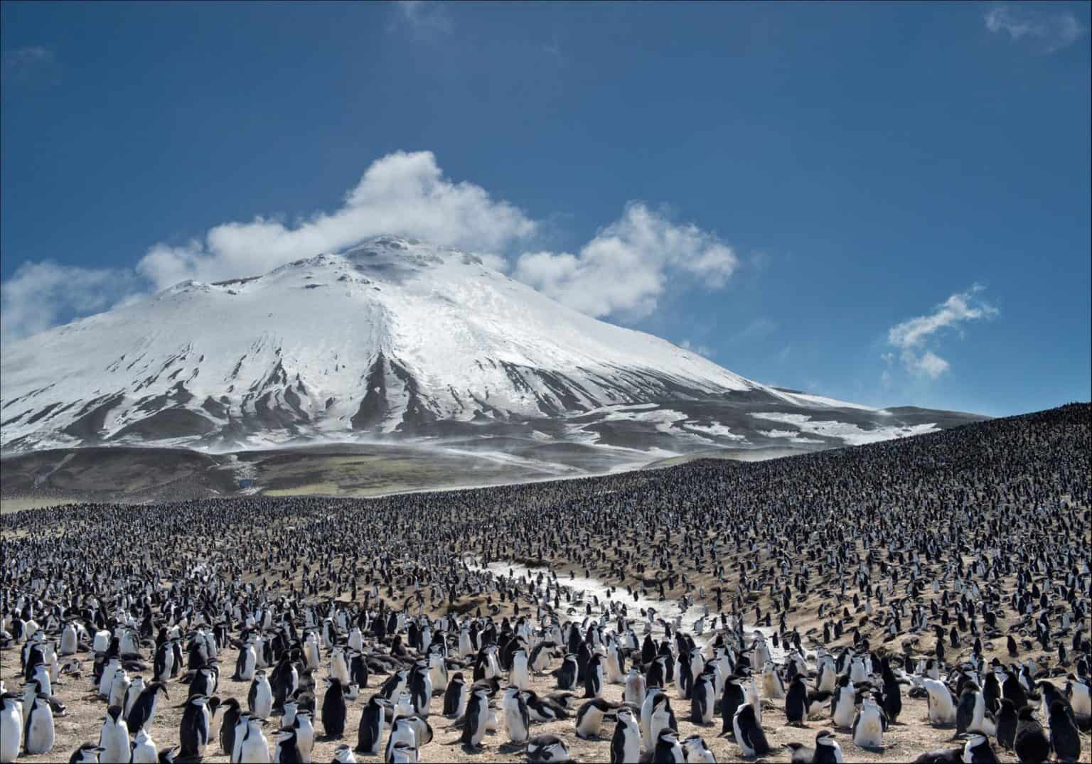 Discover How Penguins Stay Warm in Their Frigid Habitat - A-Z Animals