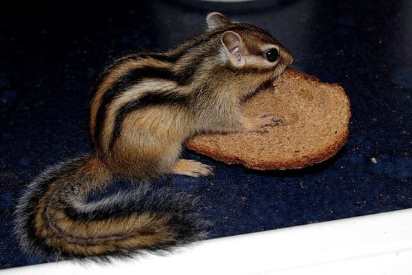 Chipmunk Animal Pictures | A-Z Animals