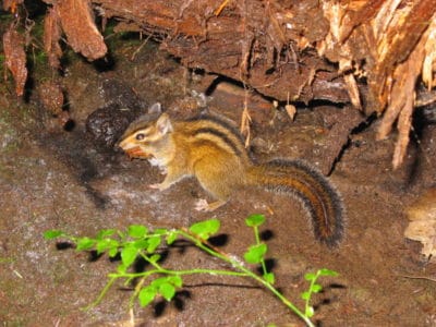 Are Chipmunks Nocturnal Or Diurnal? Their Sleep Behavior Explained - A ...