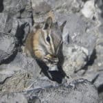 Chipmunk Burrows Are Much More Than Holes in the Ground - A-Z Animals ...