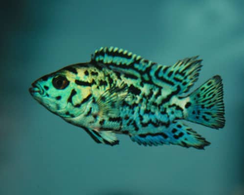 Cichlid Fish Facts - Herotilapia multispinosa - A-Z Animals
