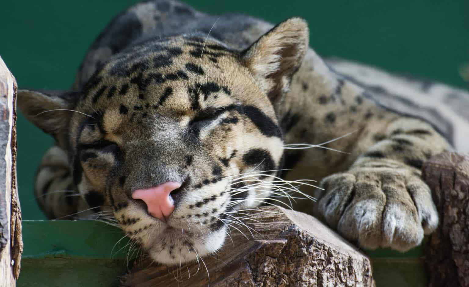 Clouded Leopard Animal Facts - Neofelis nebulosa - A-Z Animals