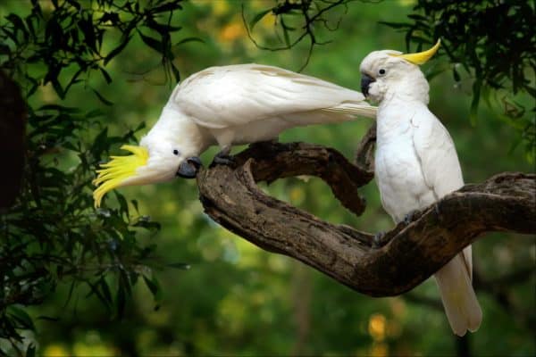Cockatoo Animal Facts - Cacatuidae - A-Z Animals