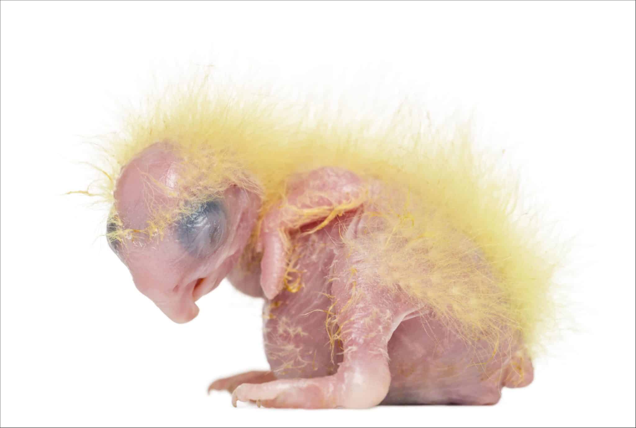 Cockatoo Animal Facts - Cacatuidae - A-Z Animals