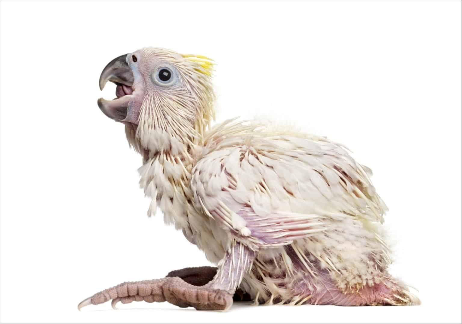 Cockatoo Animal Facts - Cacatuidae - A-Z Animals