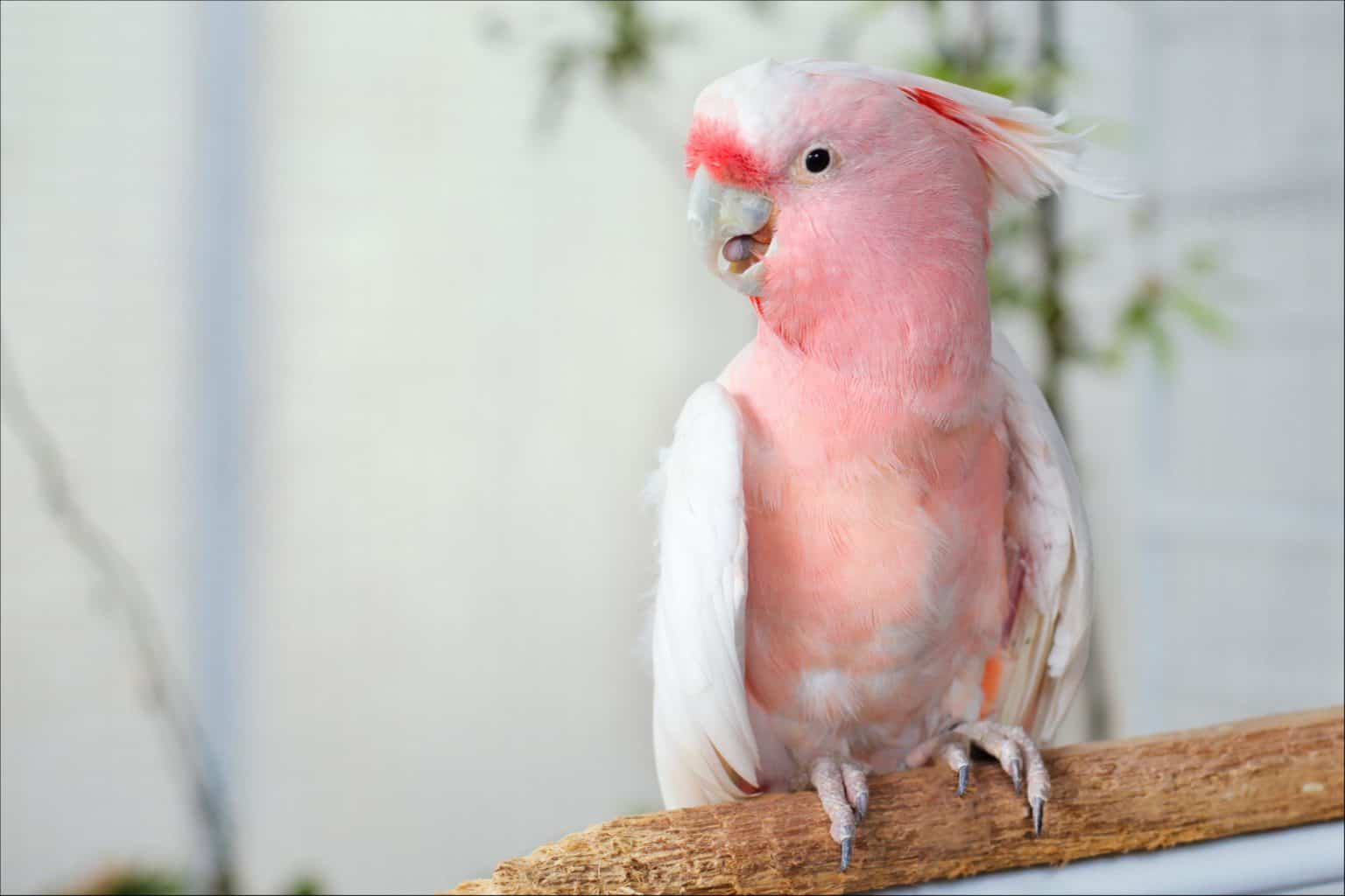 7 Elegant Types Of Pink Birds - A-Z Animals